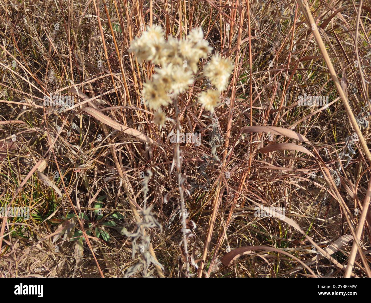 sweet everlasting (Pseudognaphalium obtusifolium) Plantae Stock Photo ...