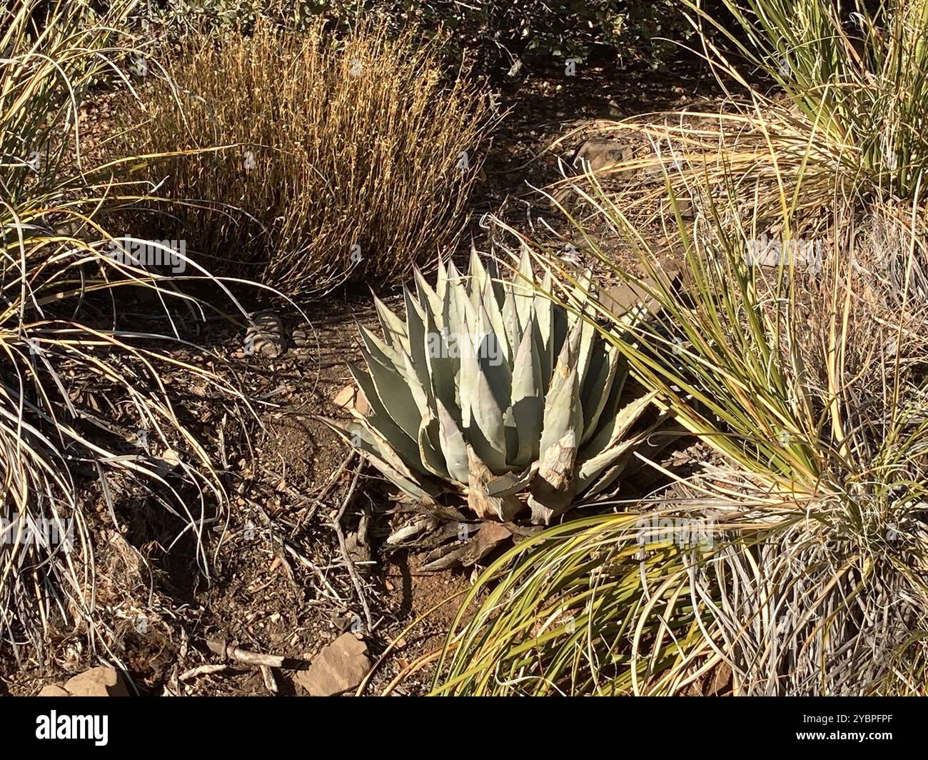 Parry's agave (Agave parryi) Plantae Stock Photo - Alamy