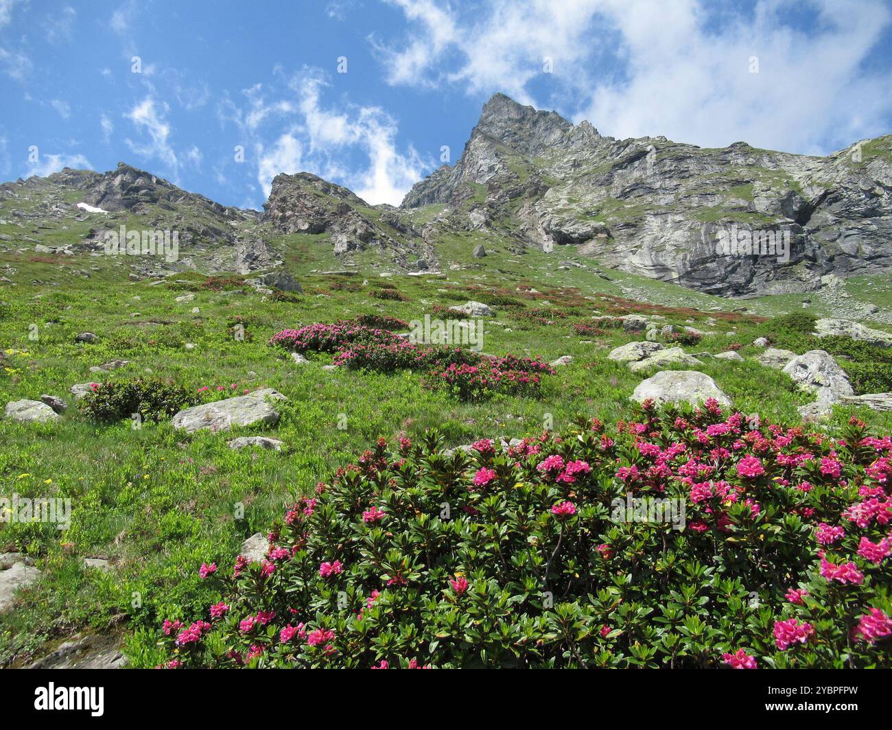 Rusty-leaved Alpenrose (Rhododendron ferrugineum) Plantae Stock Photo ...