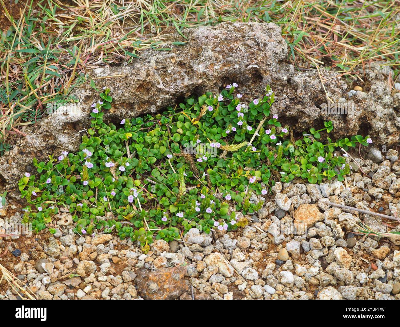 (Rostellularia hayatae) Plantae Stock Photo - Alamy