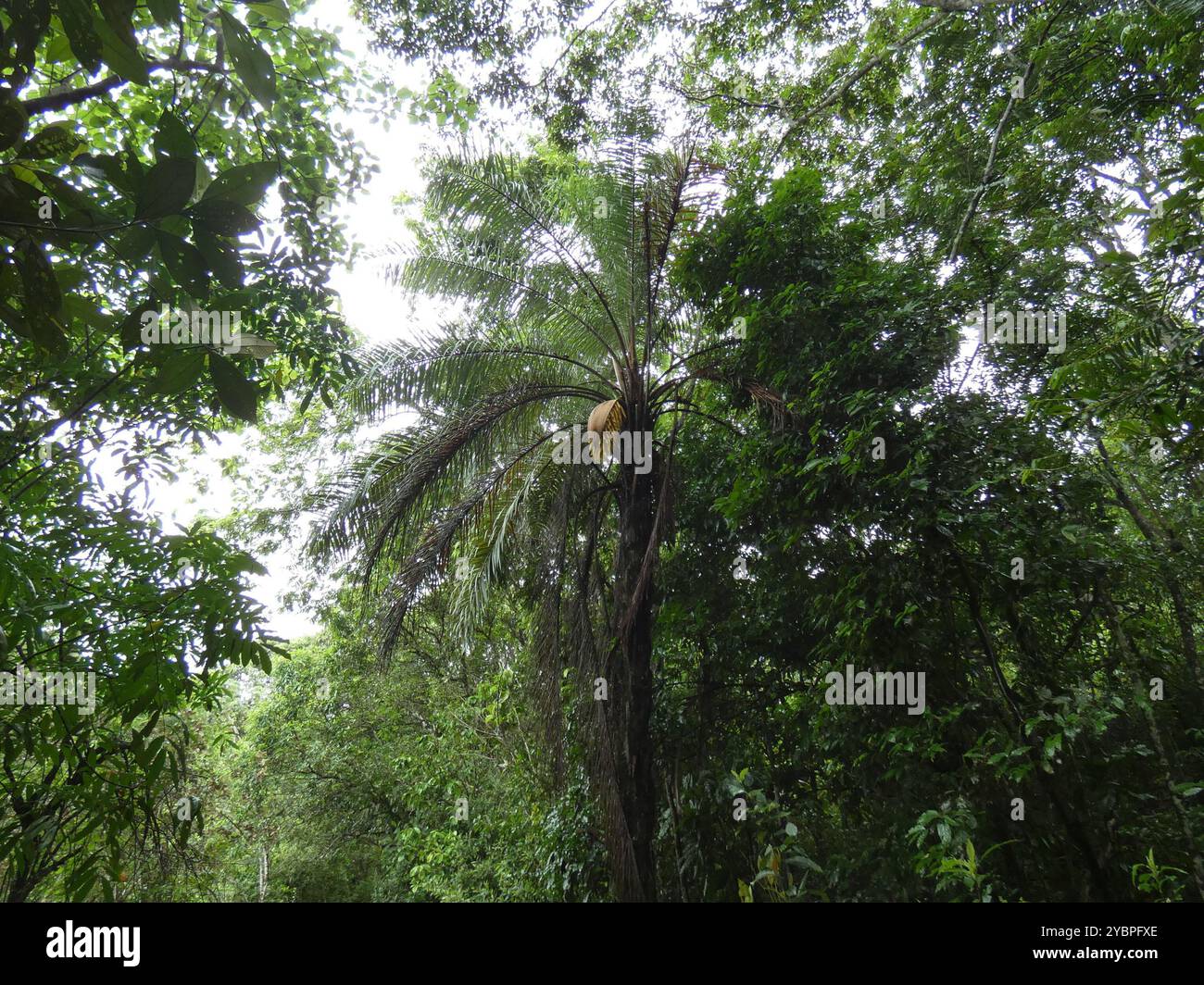 Macaw palm (Acrocomia aculeata) Plantae Stock Photo - Alamy