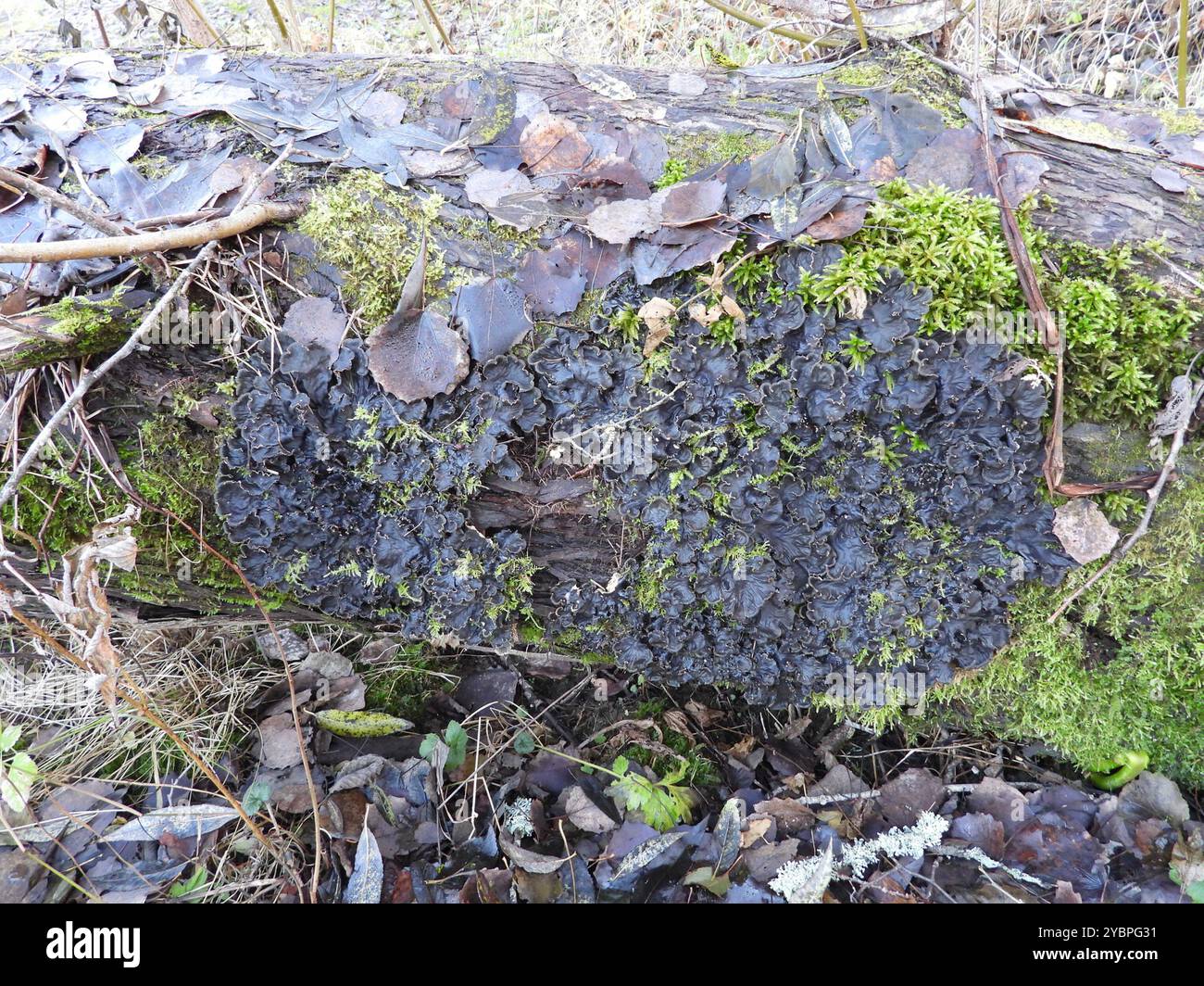 scaly pelt lichen (Peltigera praetextata) Fungi Stock Photo - Alamy