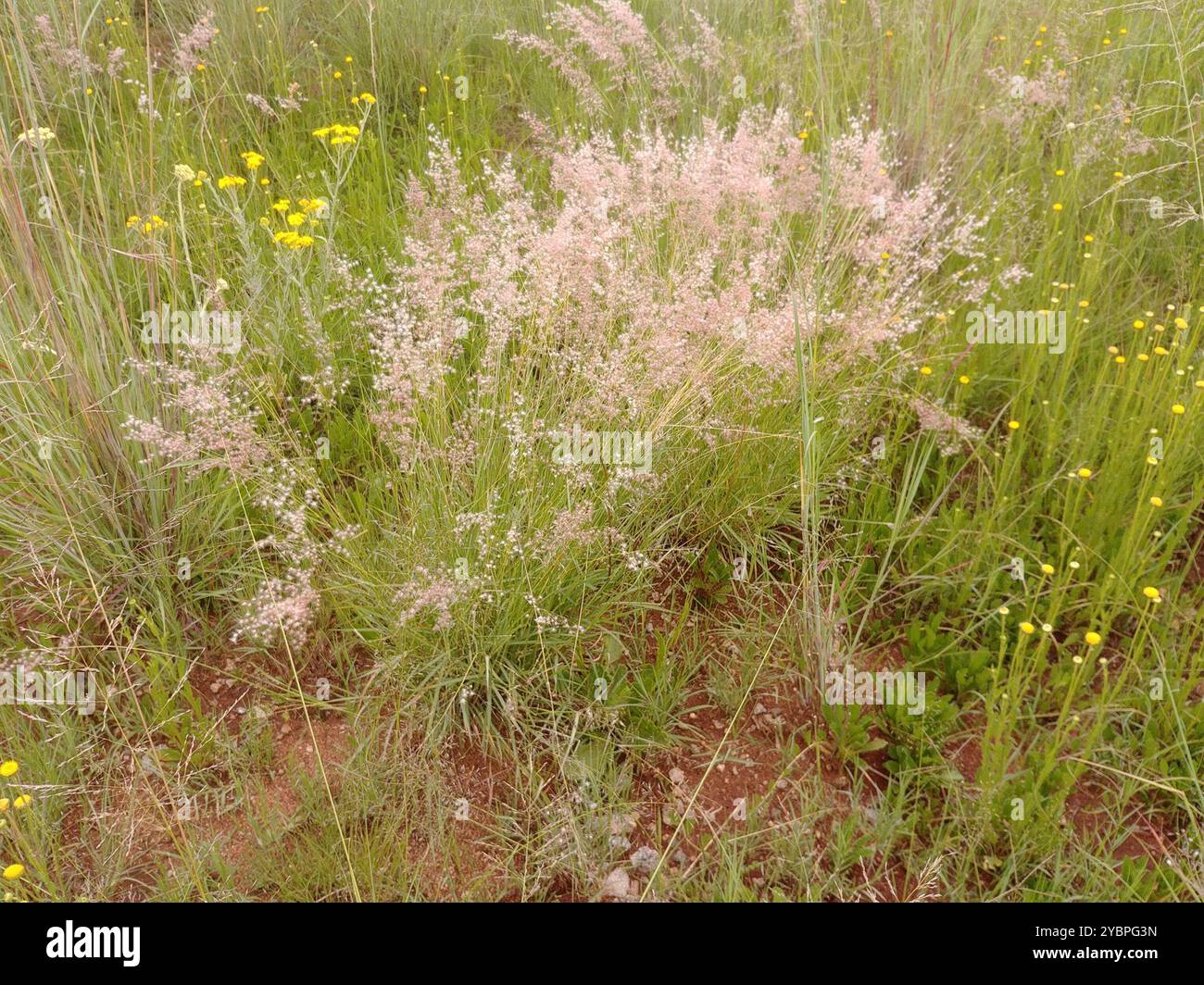 Natal grass (Melinis repens) Plantae Stock Photo - Alamy