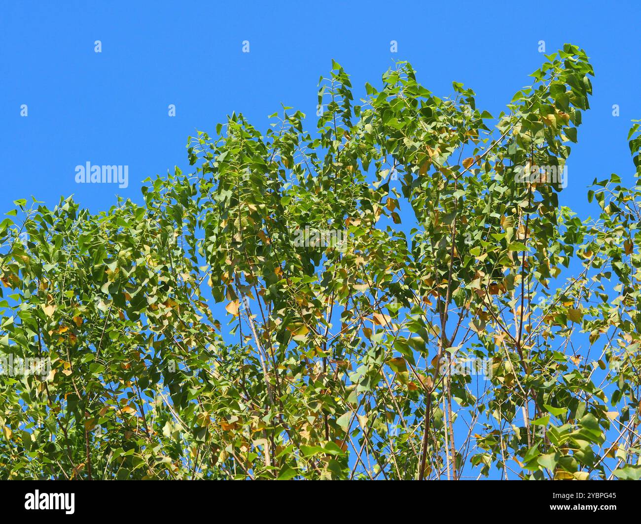 Chinese Tallow (Triadica sebifera) Plantae Stock Photo - Alamy
