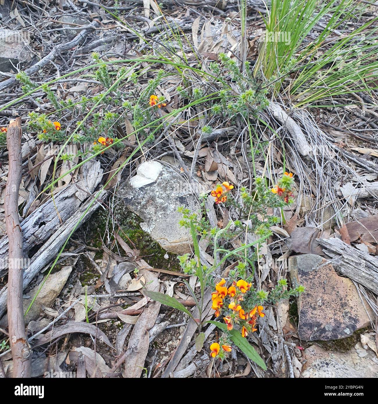heathy bush-pea (Pultenaea procumbens) Plantae Stock Photo - Alamy