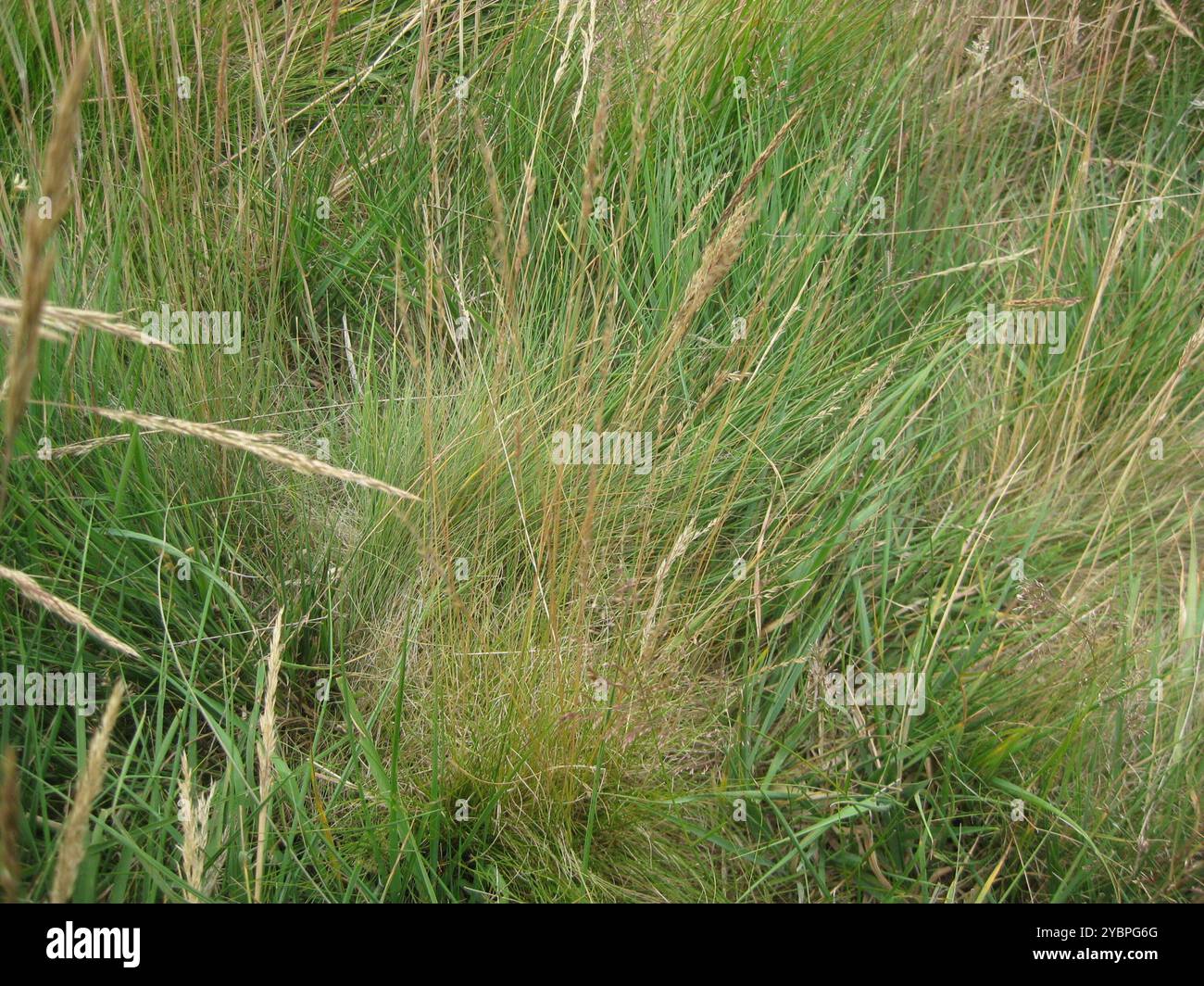 Fine-leaved Sheep's-fescue (Festuca filiformis) Plantae Stock Photo - Alamy