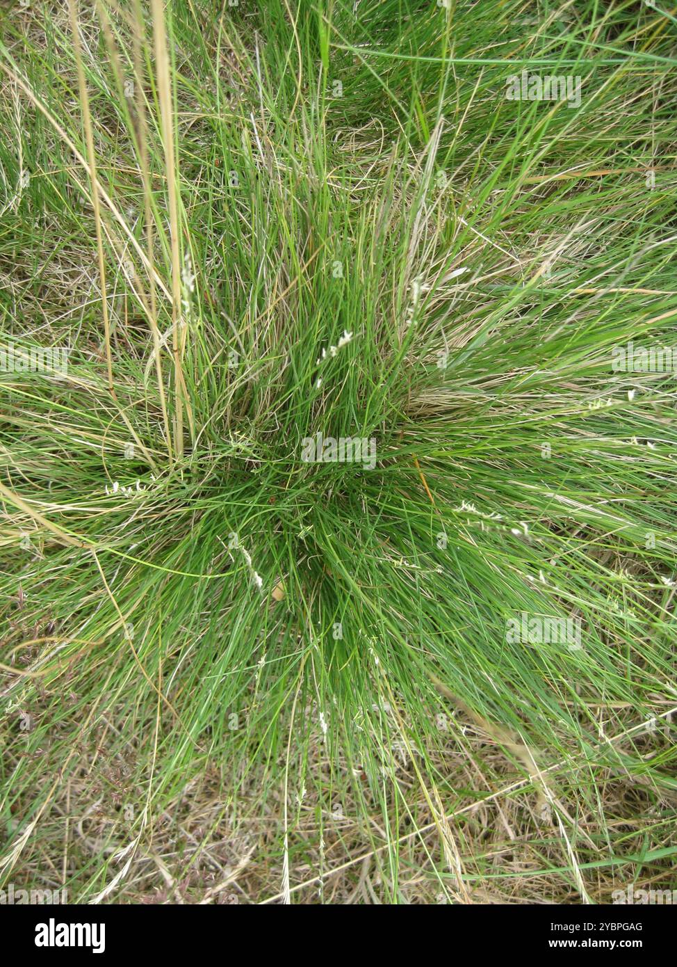 Nardus stricta hi-res stock photography and images - Alamy