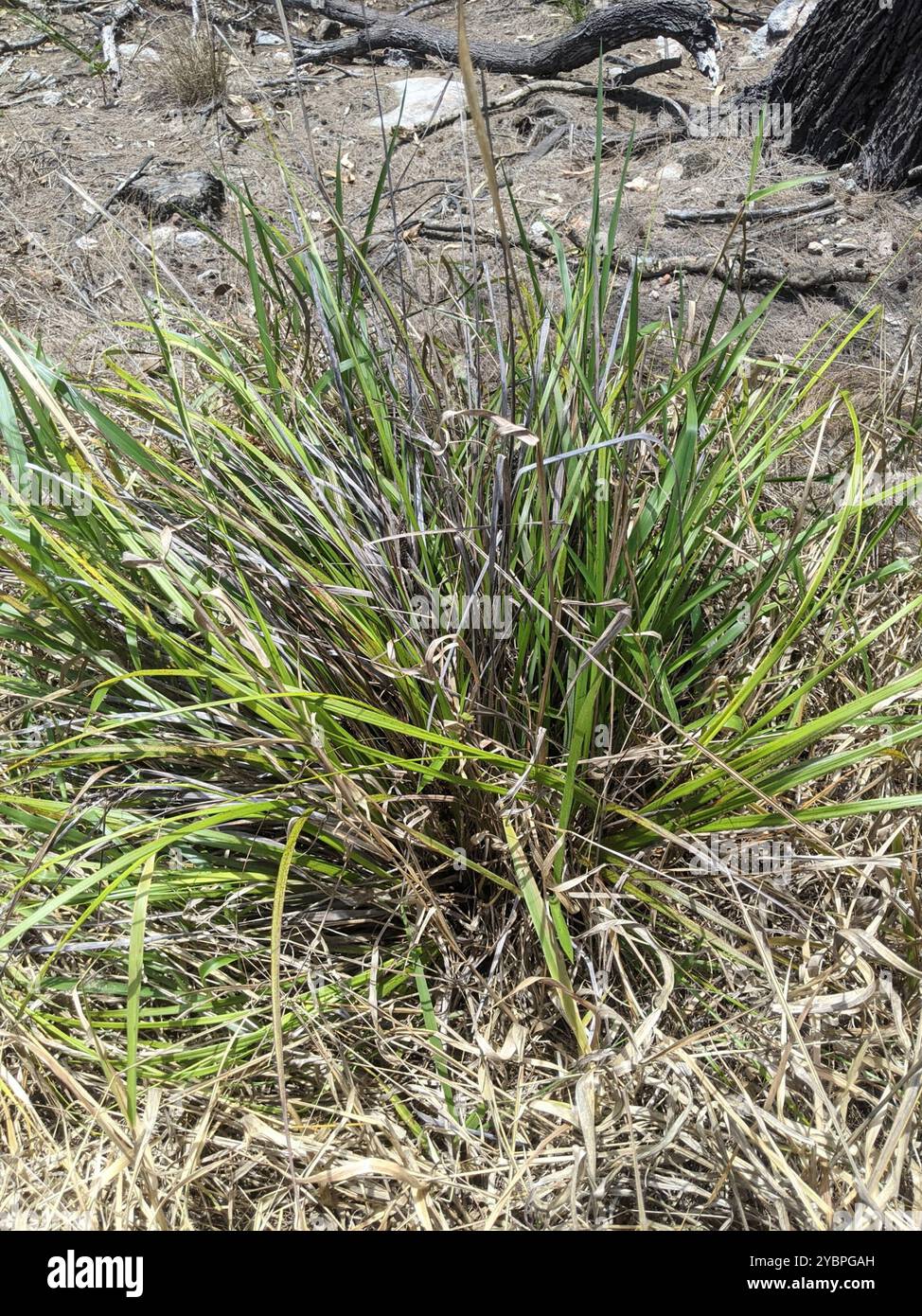 Red-berried Saw-sedge (Gahnia aspera) Plantae Stock Photo - Alamy