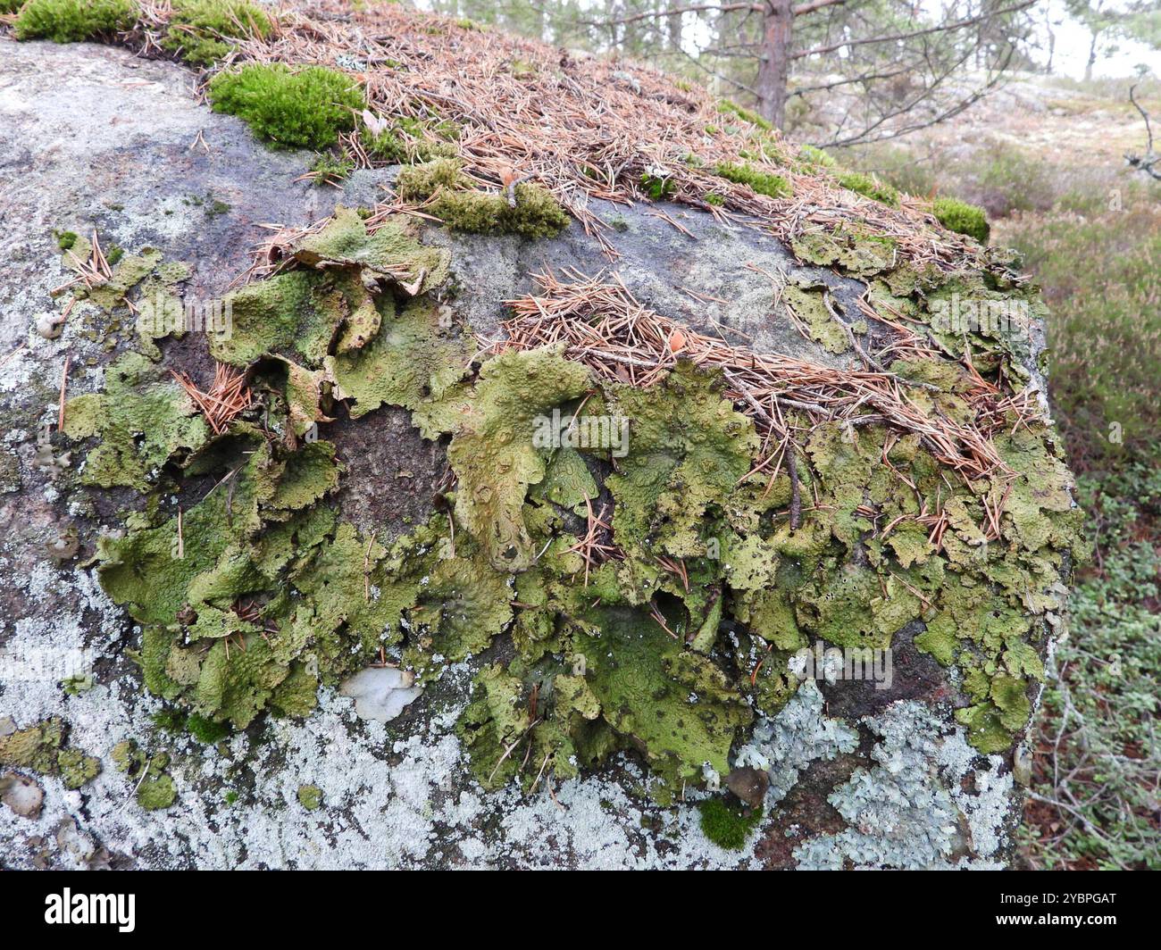 (Lasallia pustulata) Fungi Stock Photo - Alamy