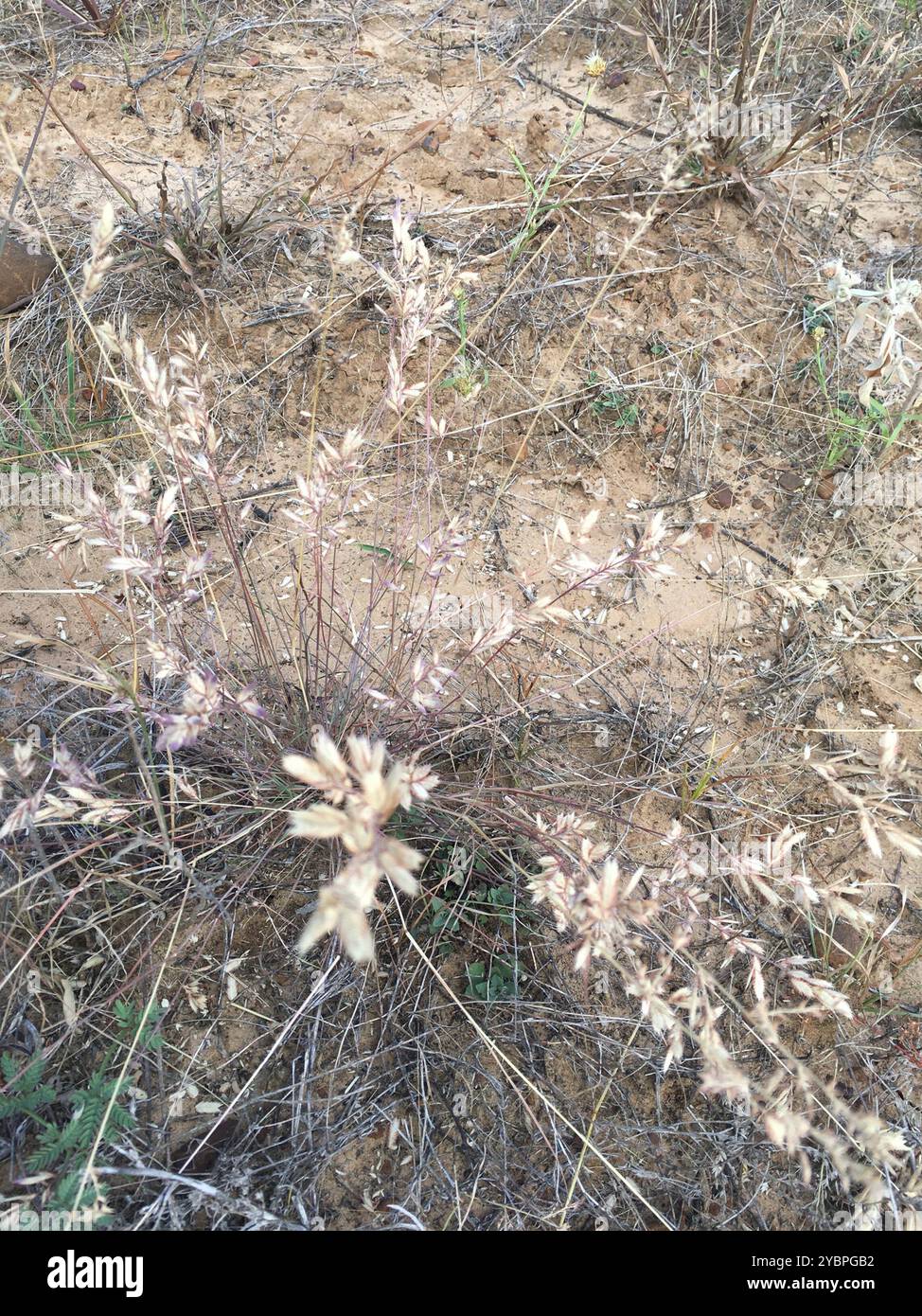 Red Lovegrass (Eragrostis secundiflora) Plantae Stock Photo - Alamy