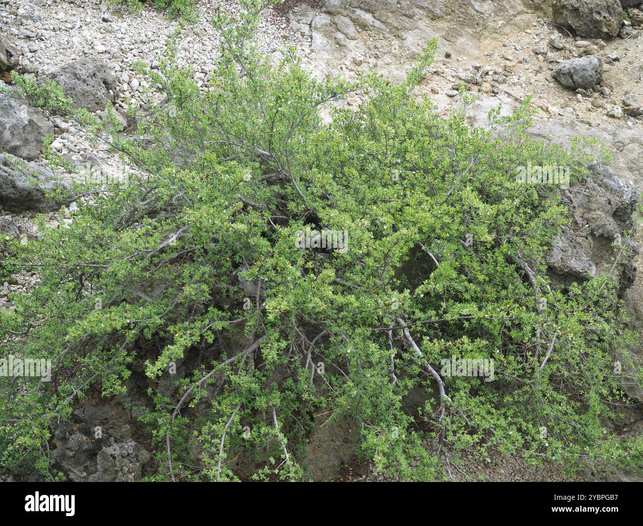 bantigue (Pemphis acidula) Plantae Stock Photo - Alamy