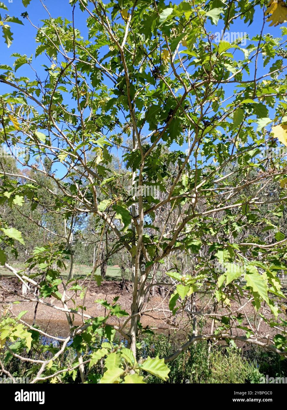 giant devil's-fig (Solanum chrysotrichum) Plantae Stock Photo - Alamy