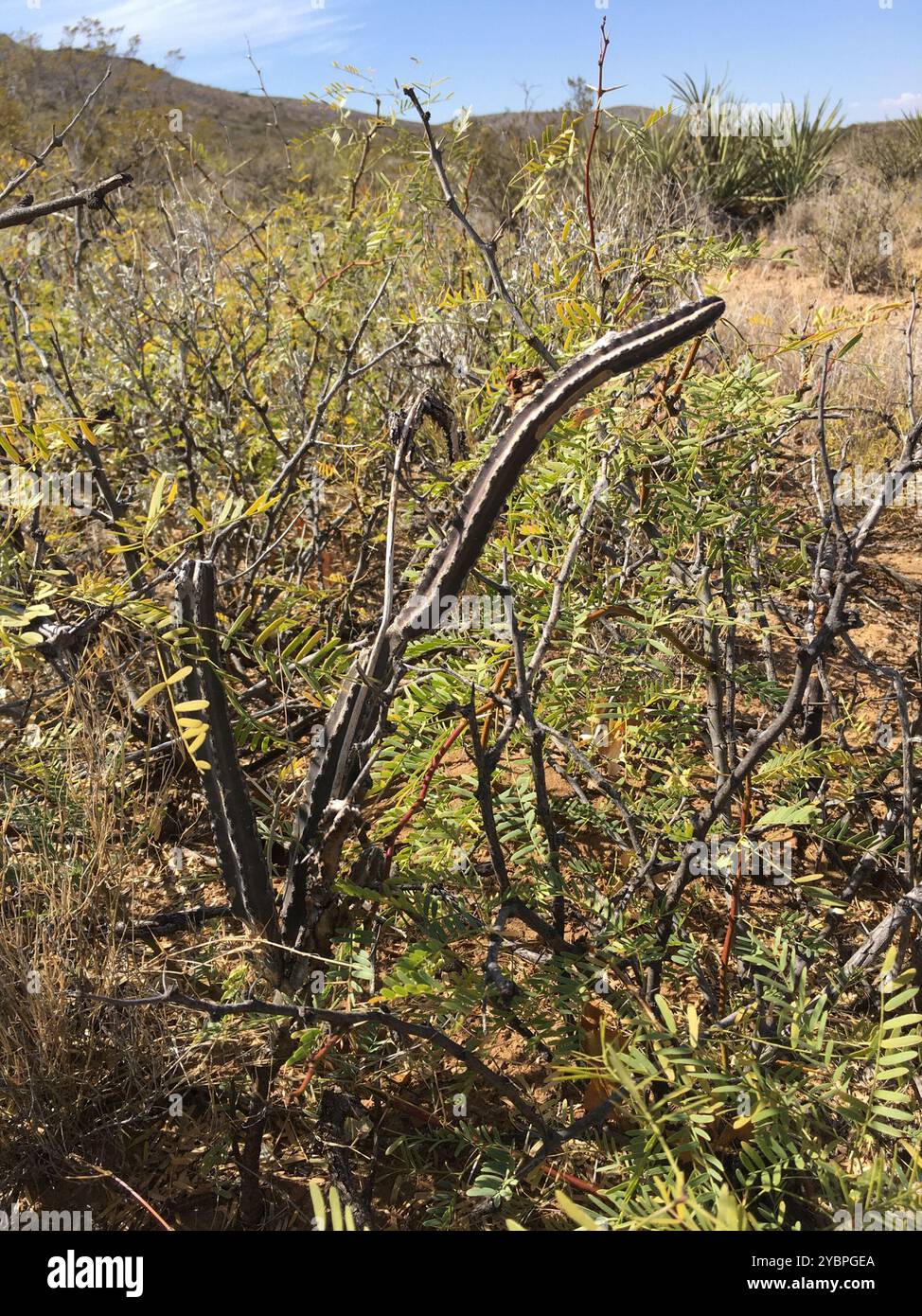 Gregg's nightblooming cereus (Peniocereus greggii greggii) Plantae ...