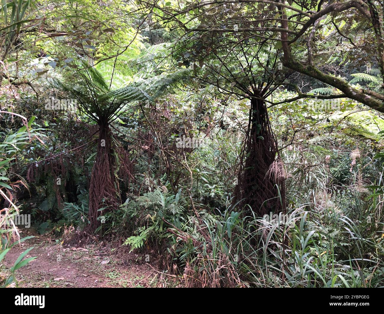 Spiny Tree Fern (Alsophila spinulosa) Plantae Stock Photo - Alamy