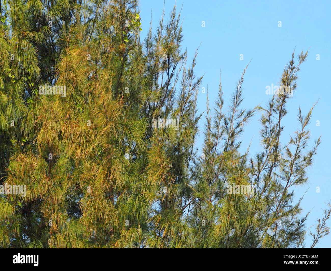 Beach Sheoak (Casuarina equisetifolia) Plantae Stock Photo - Alamy