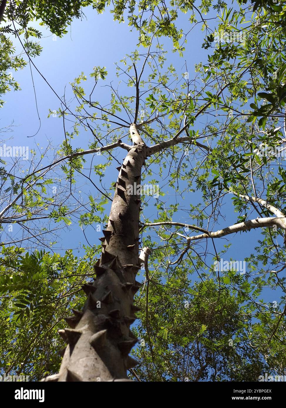 Tambataru (Zanthoxylum rhoifolium) Plantae Stock Photo - Alamy