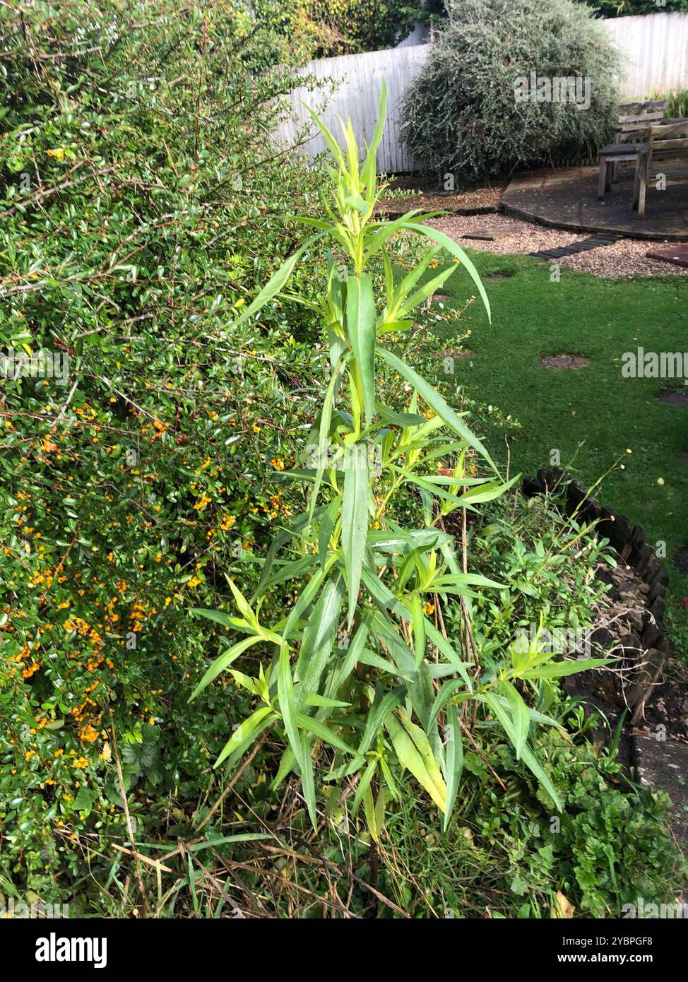 flowering plants (Angiospermae) Plantae Stock Photo - Alamy