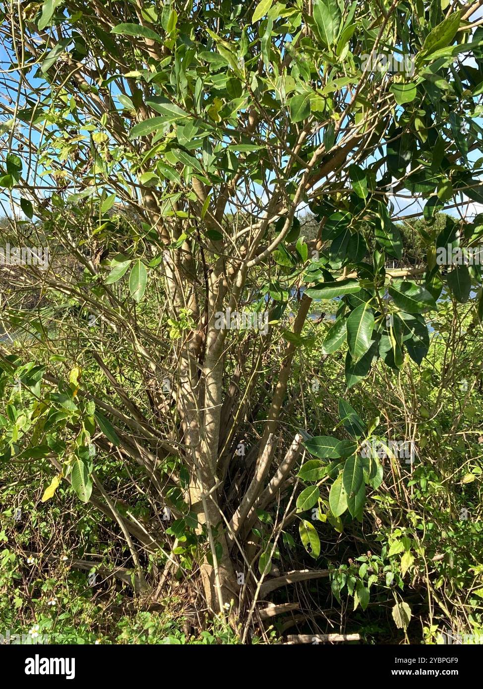 Florida Strangler Fig (Ficus aurea) Plantae Stock Photo - Alamy