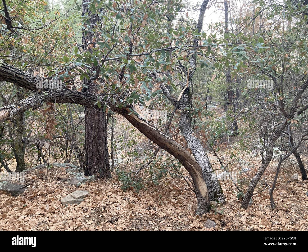 Arizona white oak (Quercus arizonica) Plantae Stock Photo - Alamy