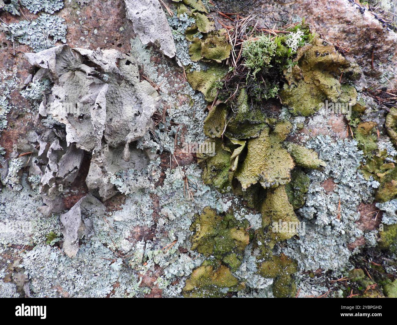 (Lasallia pustulata) Fungi Stock Photo - Alamy