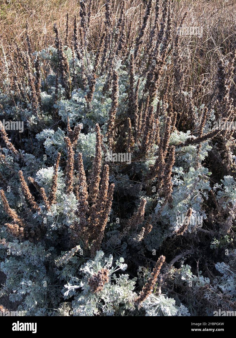 coastal sagewort (Artemisia pycnocephala) Plantae Stock Photo - Alamy