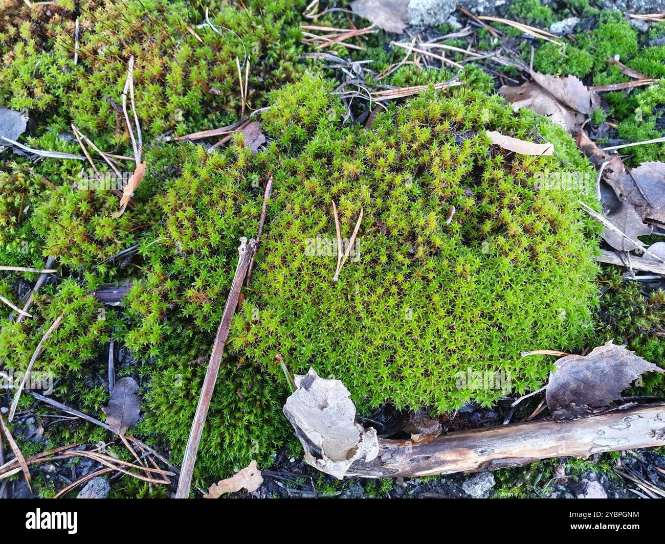 Star Moss (Syntrichia ruralis) Plantae Stock Photo - Alamy