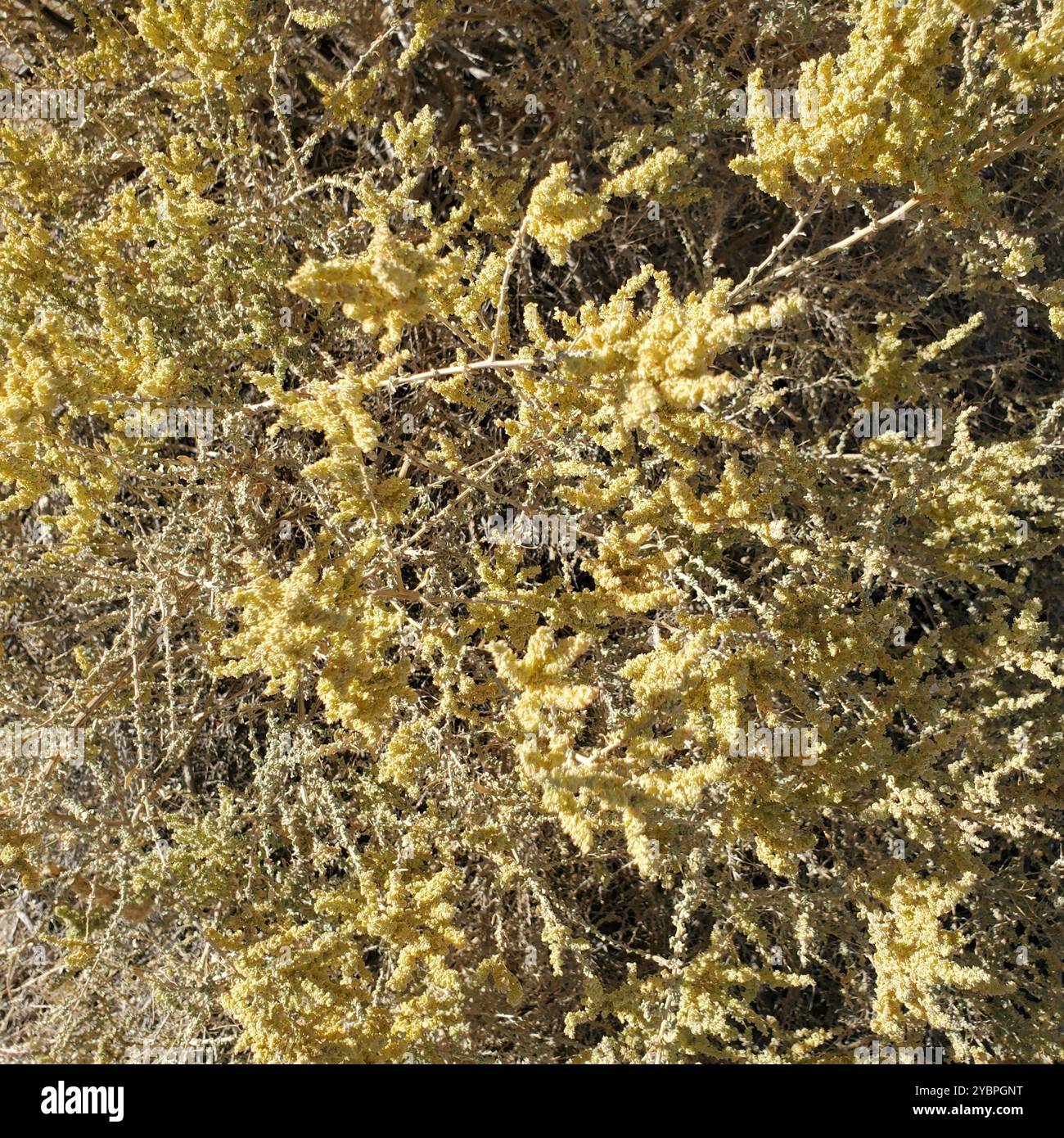 Atriplex polycarpa hi-res stock photography and images - Alamy