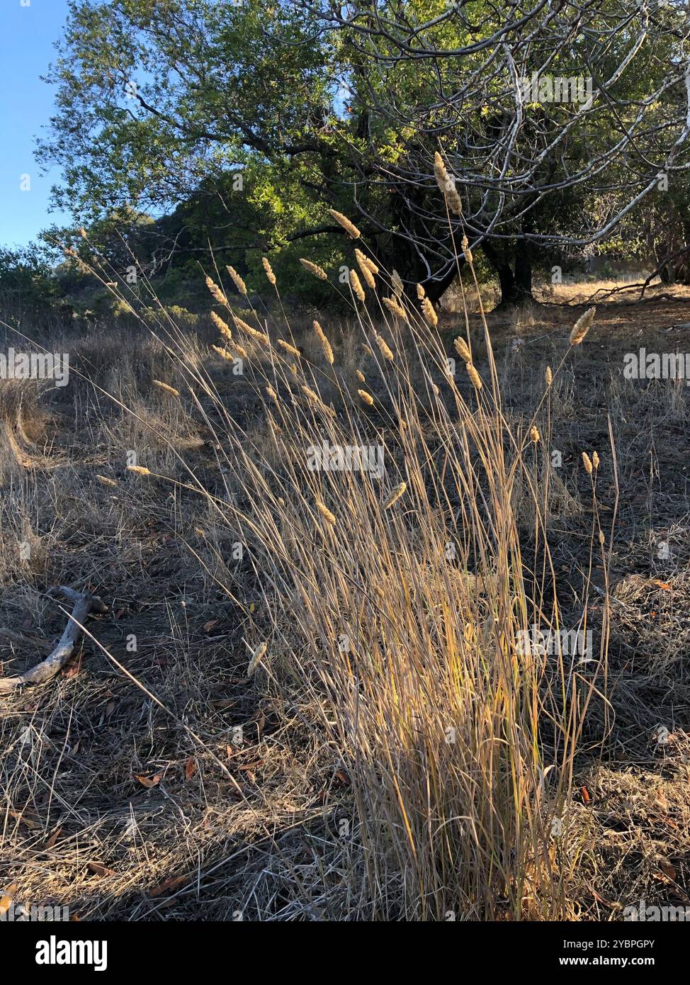 harding grass (Phalaris aquatica) Plantae Stock Photo - Alamy