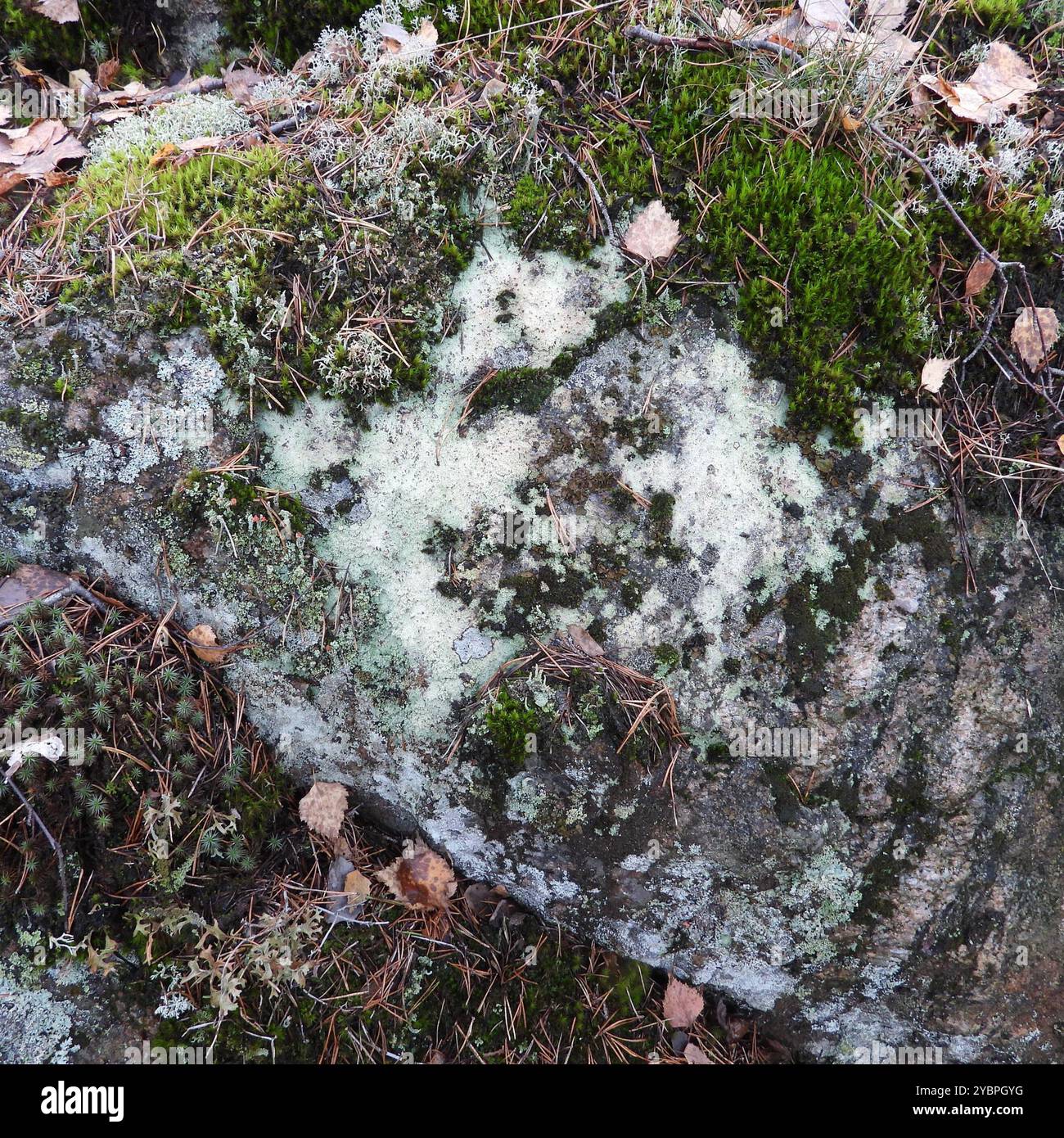 Scale Beret Lichen (Baeomyces carneus) Fungi Stock Photo - Alamy
