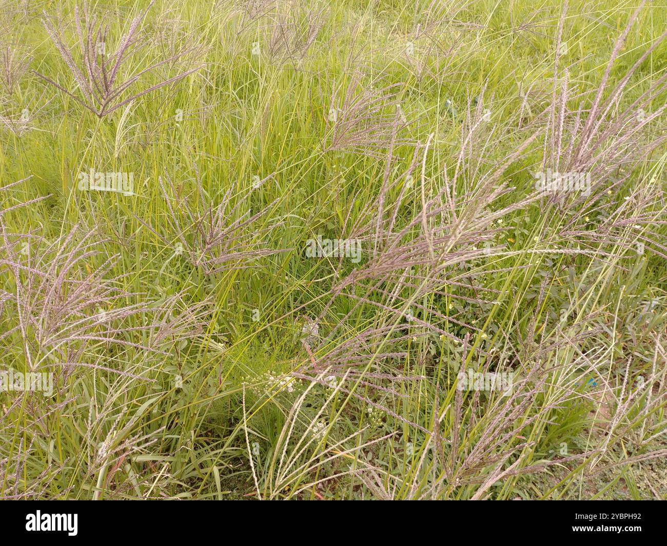 Digitgrass hi-res stock photography and images - Alamy