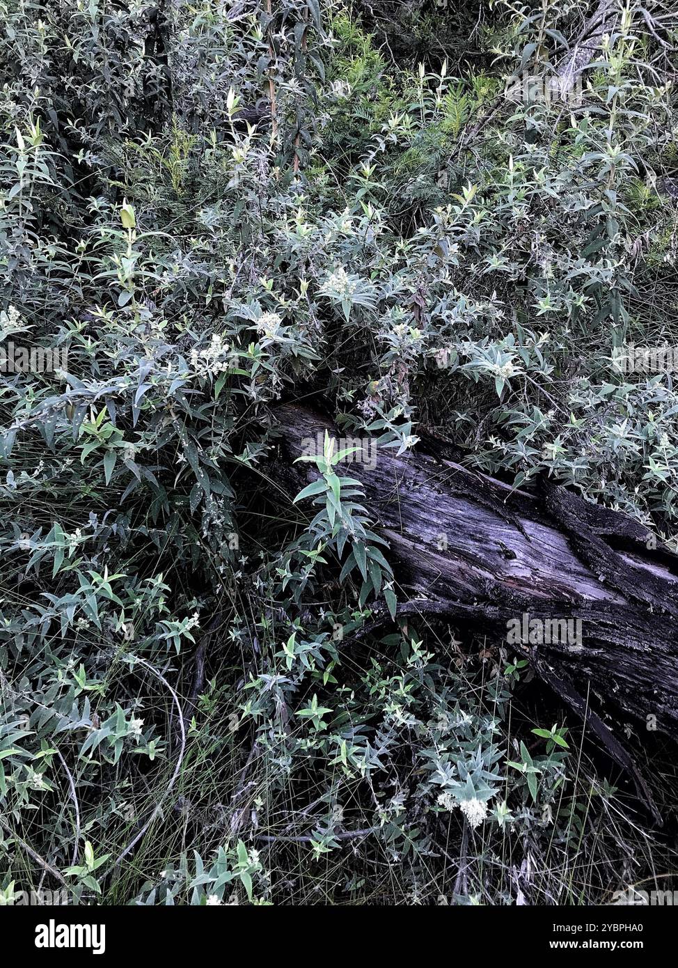 Sagewood (Buddleja salviifolia) Plantae Stock Photo - Alamy