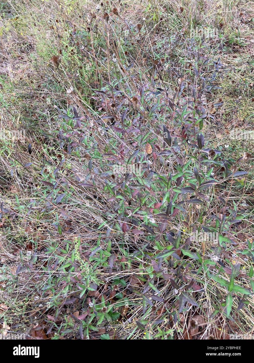 Texas creeping-oxeye (Wedelia hispida) Plantae Stock Photo - Alamy