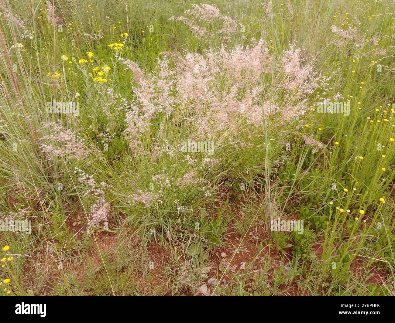 Natal grass (Melinis repens) Plantae Stock Photo - Alamy