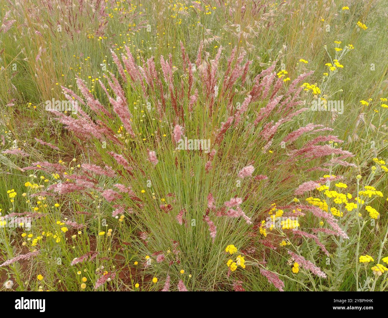 bristle-leaved red-top grass (Melinis nerviglumis) Plantae Stock Photo - Alamy