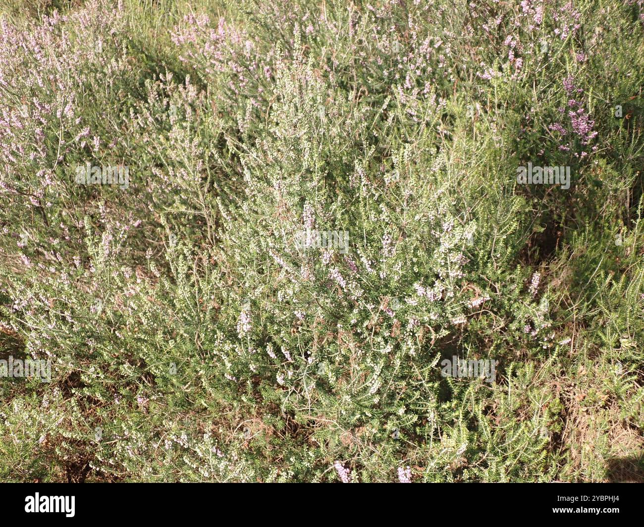 Autumn Heather (Erica manipuliflora) Plantae Stock Photo - Alamy
