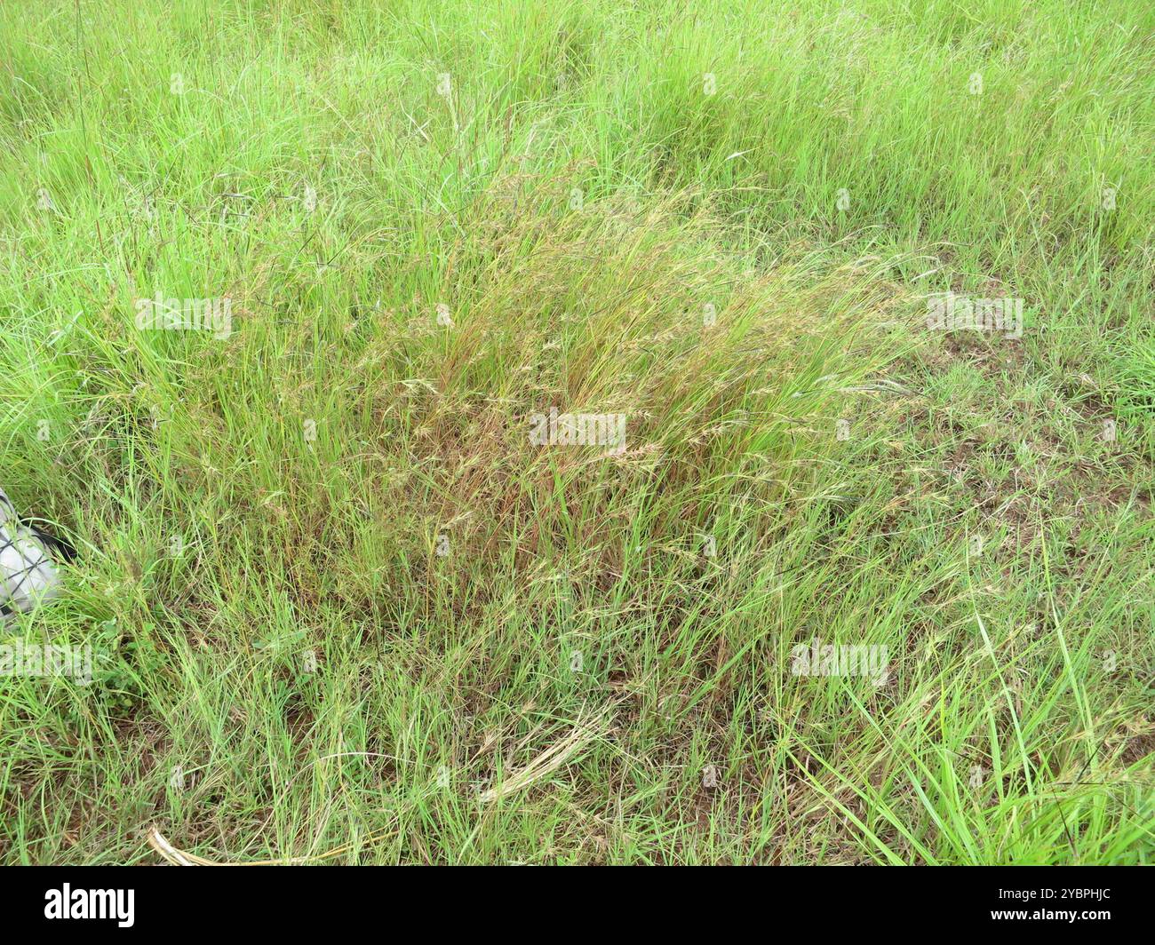 Grader Grass (Themeda quadrivalvis) Plantae Stock Photo - Alamy