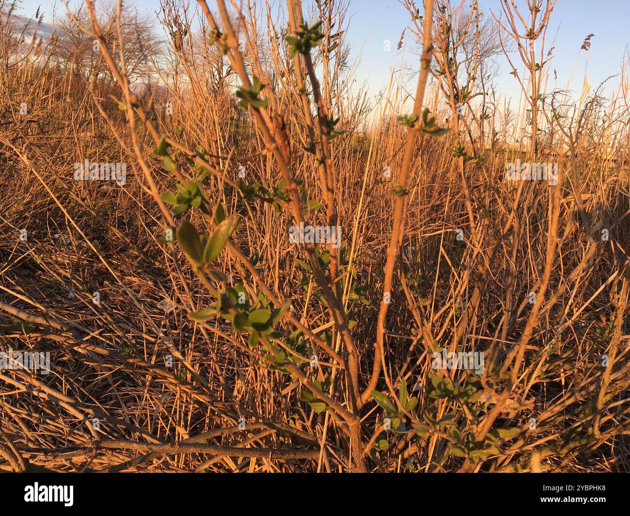 marsh elder (Iva frutescens) Plantae Stock Photo - Alamy