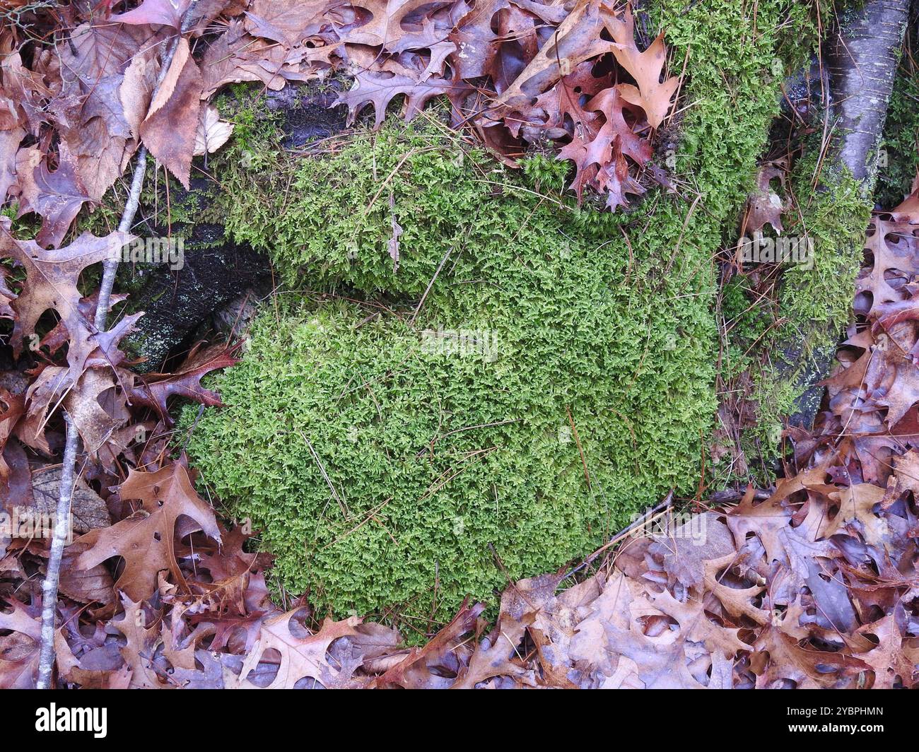 brocade moss (Callicladium imponens) Plantae Stock Photo - Alamy