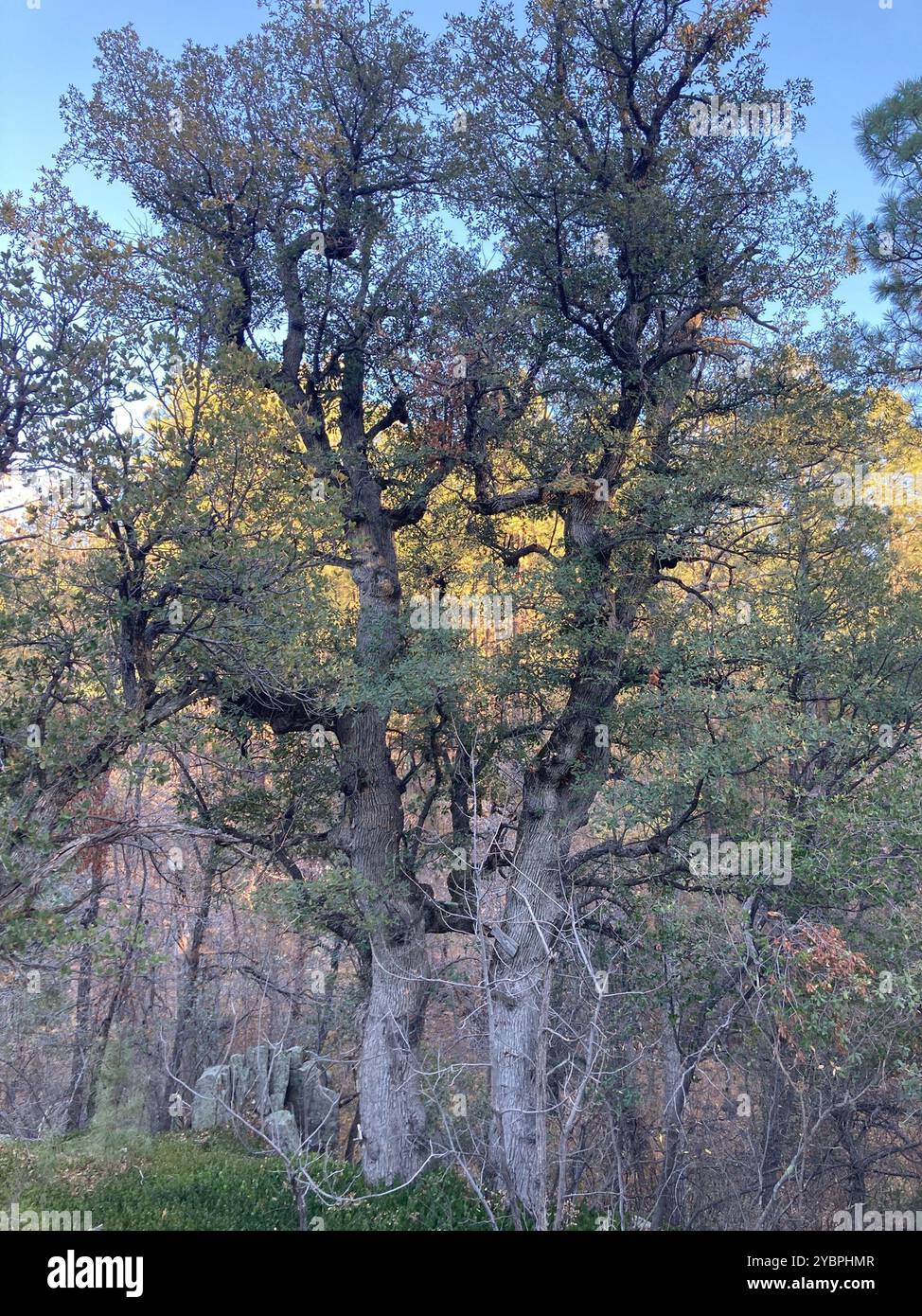 Arizona white oak (Quercus arizonica) Plantae Stock Photo - Alamy