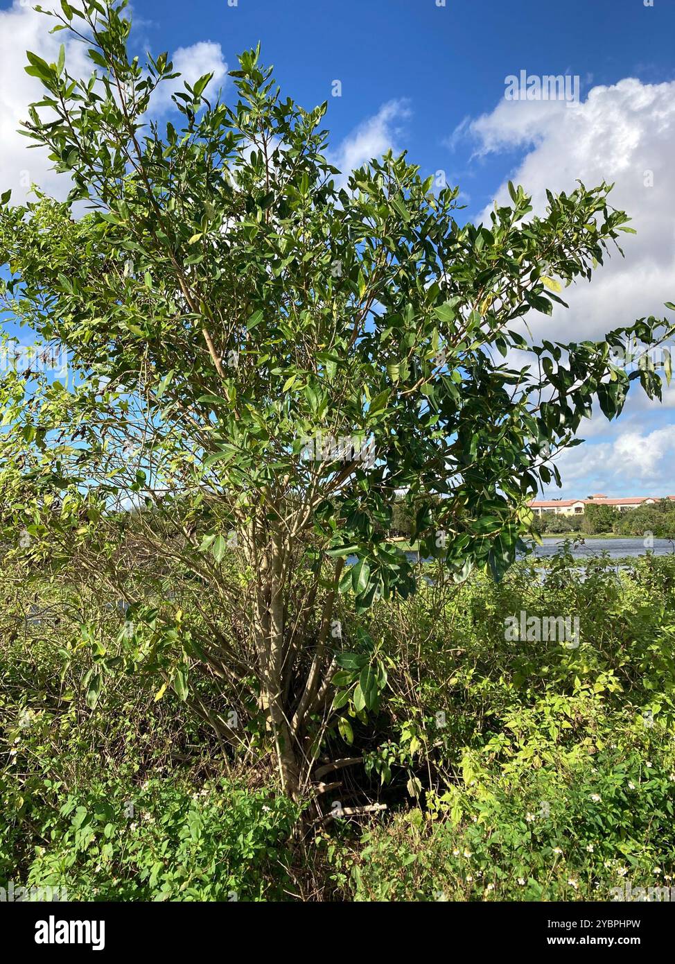 Florida Strangler Fig (Ficus aurea) Plantae Stock Photo - Alamy