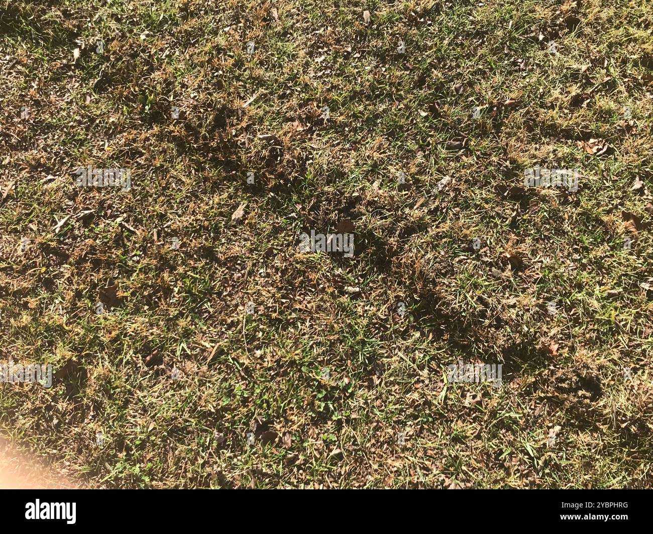 Eastern Mole (Scalopus aquaticus) Mammalia Stock Photo - Alamy