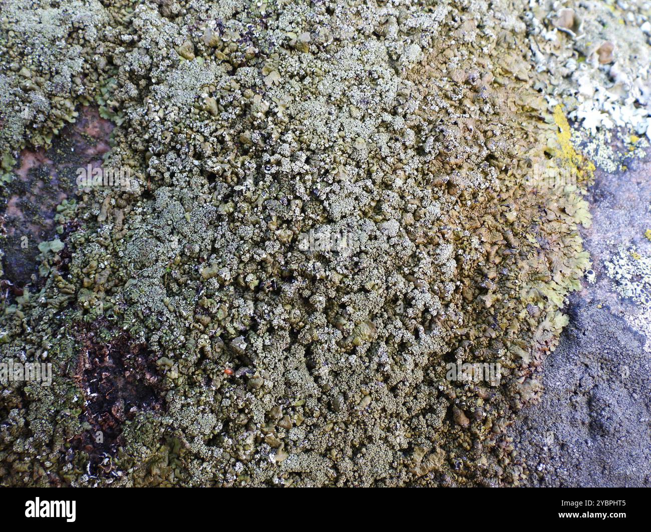 Blistered Camouflage Lichen (Xanthoparmelia loxodes) Fungi Stock Photo ...