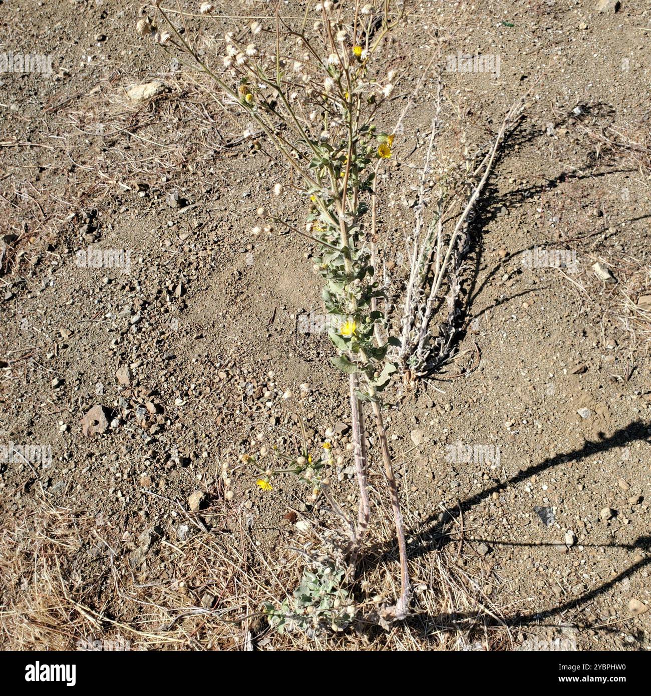 Telegraphweed (Heterotheca grandiflora) Plantae Stock Photo - Alamy