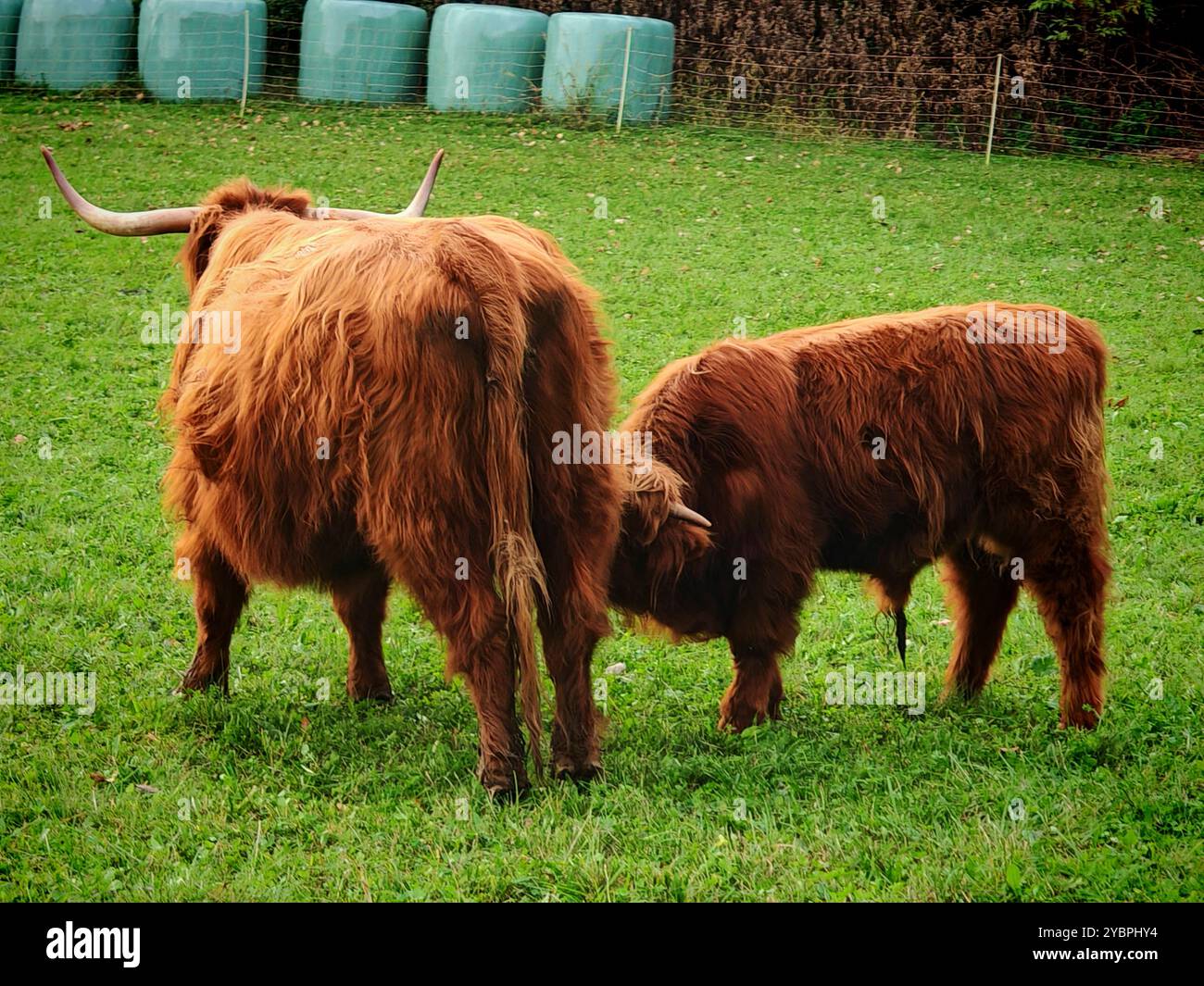 the highland cattle or kyloe, is originated from scotland the highland ...