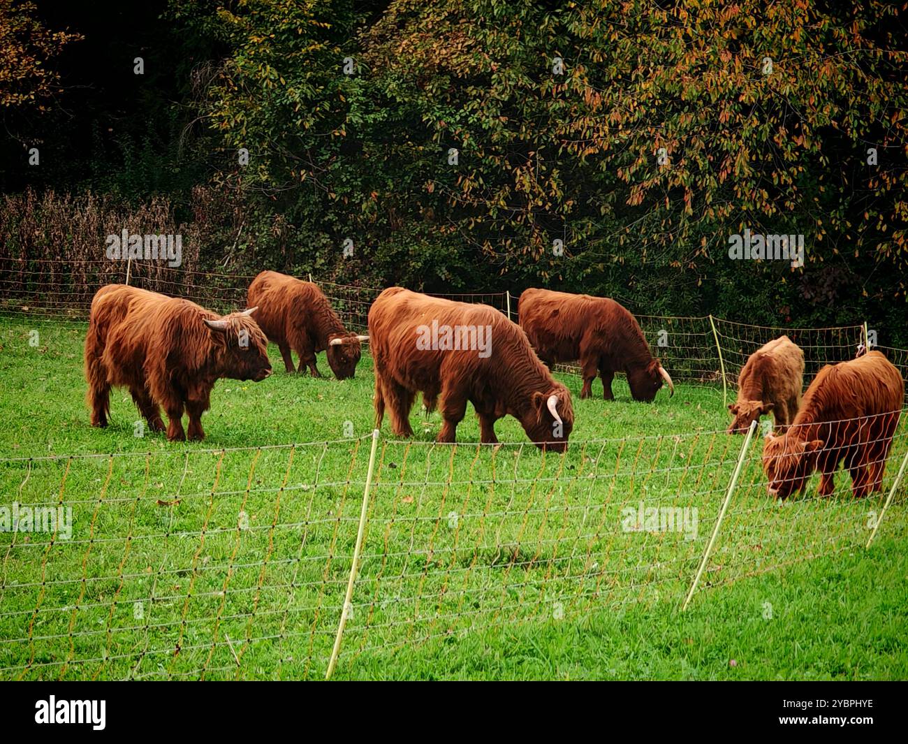 the highland cattle or kyloe, is originated from scotland the highland ...