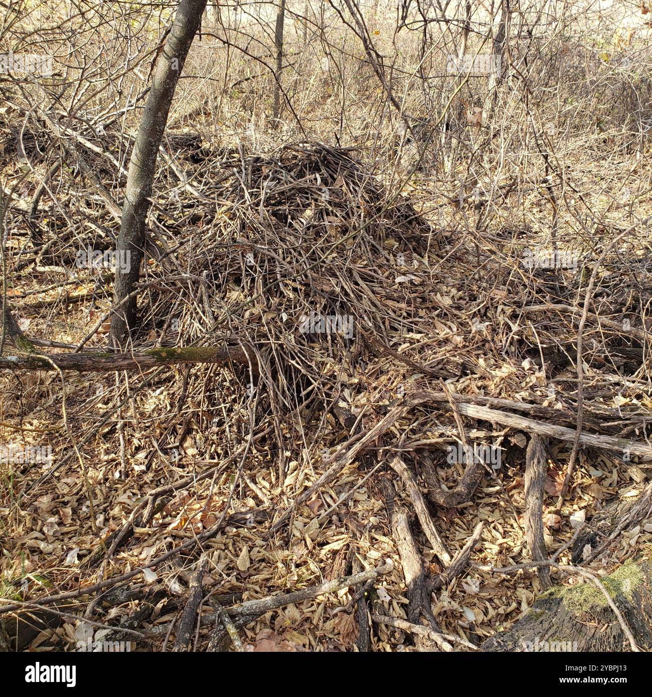 Eastern Woodrat (Neotoma floridana) Mammalia Stock Photo - Alamy