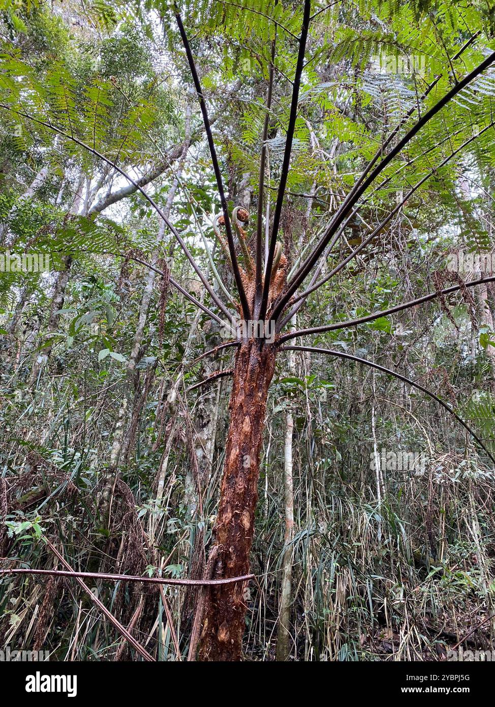 scaly tree ferns (Cyatheaceae) Plantae Stock Photo - Alamy