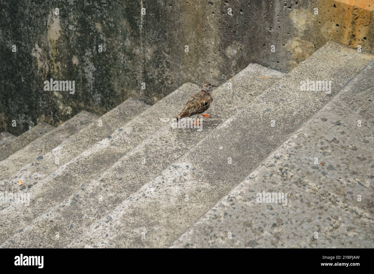 A ruddy turnstone bird carefully walks on a set of weathered concrete ...