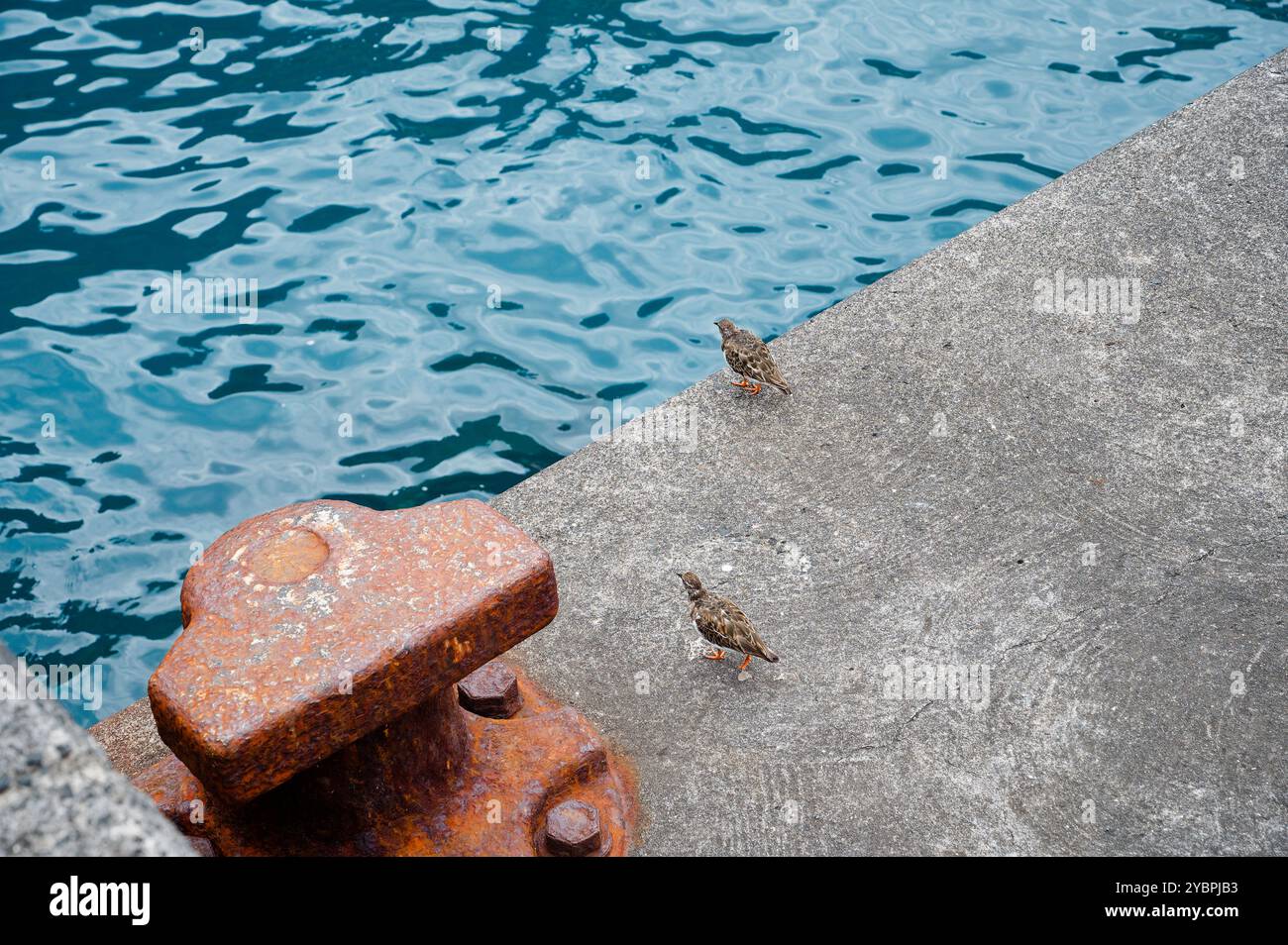 Peaceful waterfront scene birds dock hi-res stock photography and ...