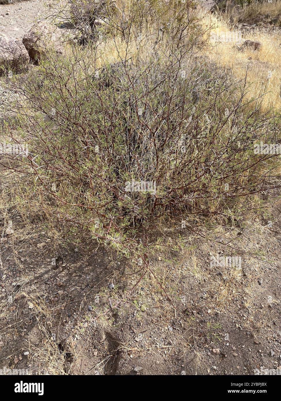 Acacia constricta hi-res stock photography and images - Alamy